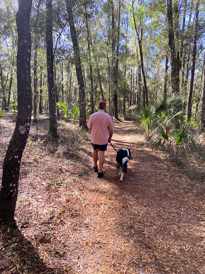 Walking these pine-needle carpeted trails feels like stepping into a Florida postcard. Even the dog looks impressed with nature's handiwork.
