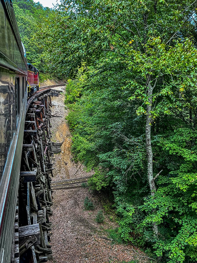 Looking out from the train reveals dense forest hugging the tracks like nature's own welcoming committee.
