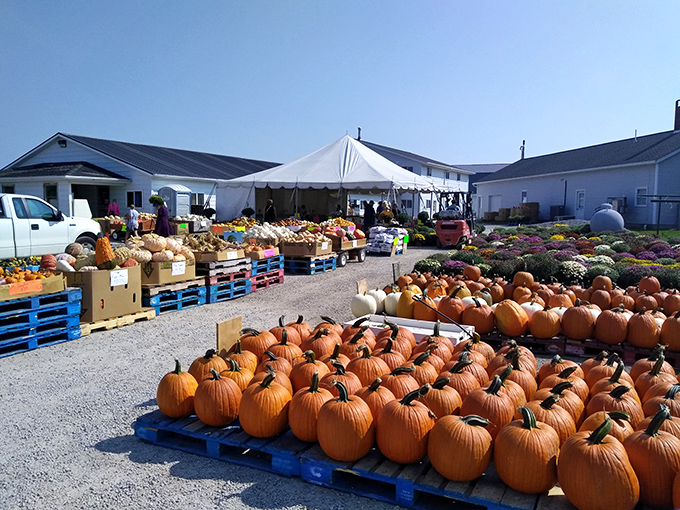 Pumpkin paradise! At Troyer's Market, autumn isn't just a season&mdash;it's an art form displayed on wooden pallets and awaiting your Thanksgiving table.