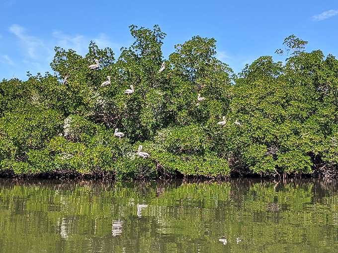 Nature's high-rise apartments. These mangroves serve as crucial nurseries for marine life and natural buffers against storms&mdash;Florida's unsung environmental heroes.