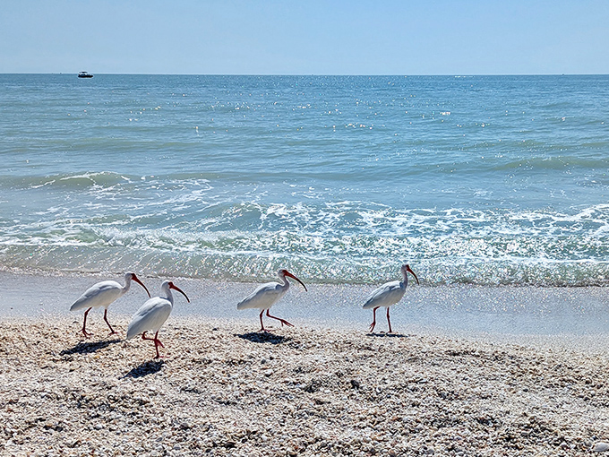 The welcoming committee has arrived! These ibises patrol the shoreline like feathered concierges, completely unbothered by your presence.