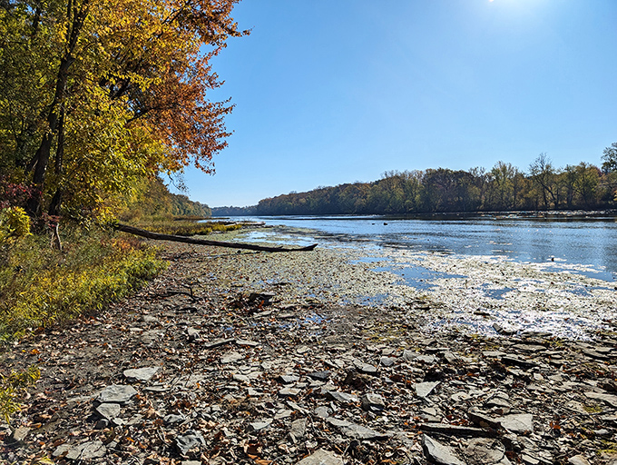 The river spreads wide and shallow here, creating little islands that become private kingdoms for very territorial ducks and contemplative humans.
