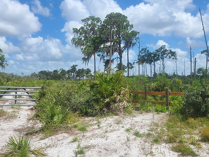 The scrub's distinctive landscape &ndash; where Spanish moss dangles from pines like nature's own attempt at holiday decorations.