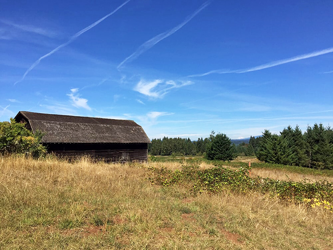 This weathered barn stands as a reminder of Estacada's agricultural roots. If only its wooden walls could share the stories they've witnessed.