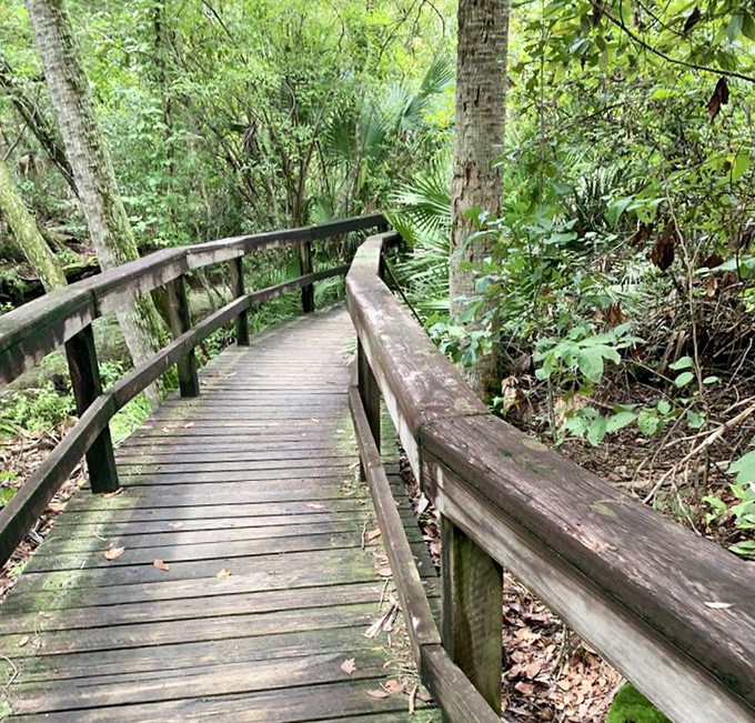 This wooden boardwalk doesn't just lead to the spring – it's the yellow brick road to Florida's natural Oz.