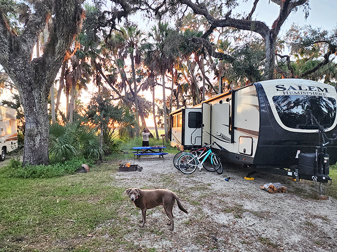 RV camping under Spanish moss-draped oaks offers the perfect blend of creature comforts and creatures, sometimes right outside your door.
