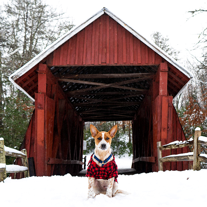 Even four-legged visitors appreciate historic architecture! This dapper pup in buffalo plaid seems right at home against the bridge's wintry backdrop.