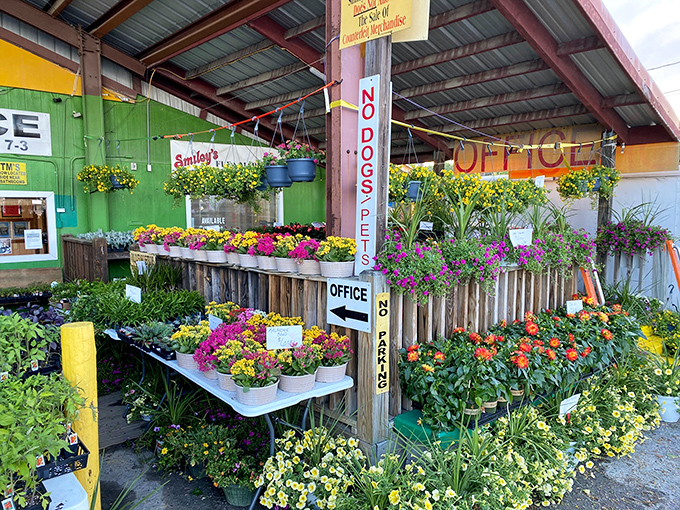 The plant section: where your "I'll just look" promises go to die and your car suddenly needs to accommodate a small jungle.