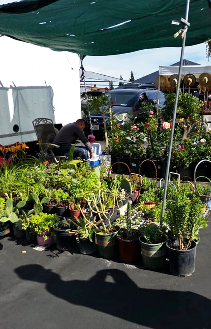 Nature's department store, where the plants come with stories. "This succulent? Found it at Denio's" becomes your new garden humble-brag.