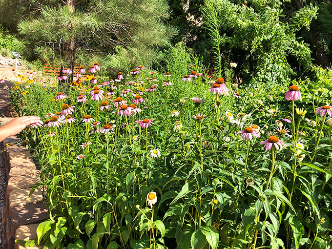 Purple coneflowers reaching for the sun. Nature's own garden party where every bloom seems to be competing for "Best Dressed."