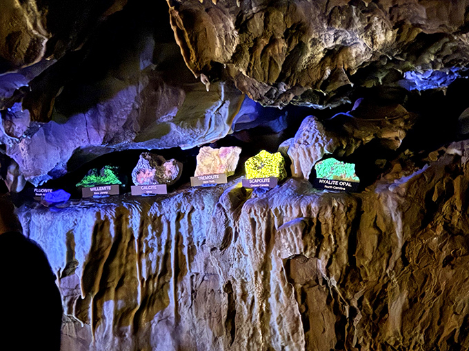 The fluorescent mineral display glows like nature's own neon sign, proving that rocks had their own rave culture long before humans invented EDM.