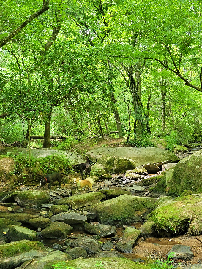 Mother Nature's living gallery surrounds the bridge, with moss-covered stones and dappled sunlight creating an ever-changing masterpiece that no museum could contain.