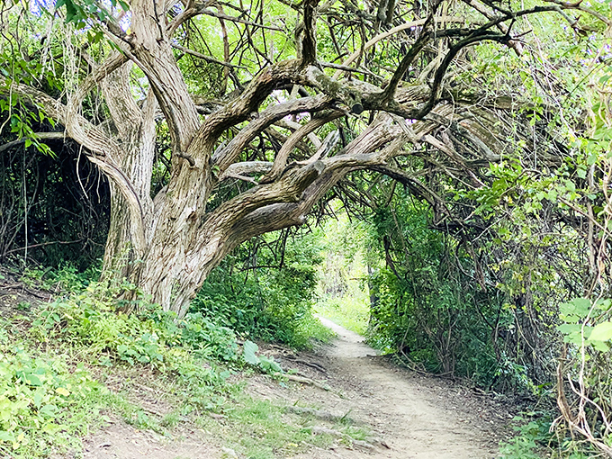 Nature's own cathedral arch frames the path ahead. Walking beneath this gnarled sentinel feels like entering a scene from a Tolkien novel.
