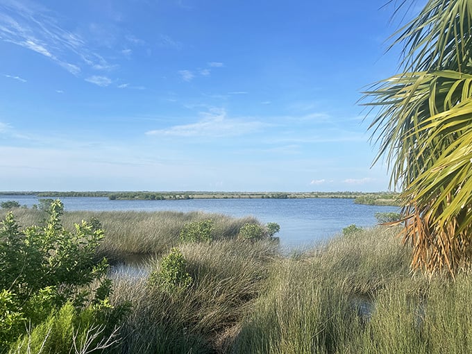 Florida's true beauty isn't always sandy beaches. These marshlands serve as nature's nursery, where countless species begin life's grand adventure.