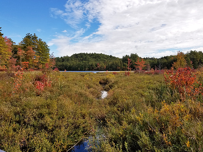 Fall transforms Bear Brook's marshlands into a painter's palette of amber and gold. Even the most dedicated smartphone addict will look up here.