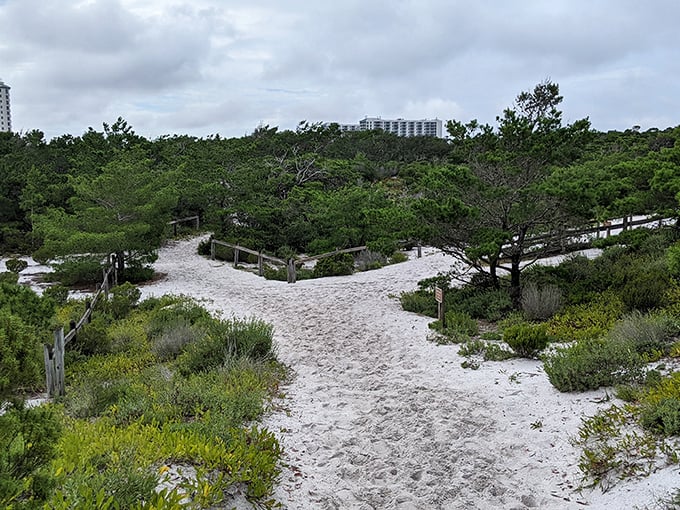 Choose your own adventure: left for solitude, right for that perfect sunset spot. The sandy paths promise both lead to something wonderful.