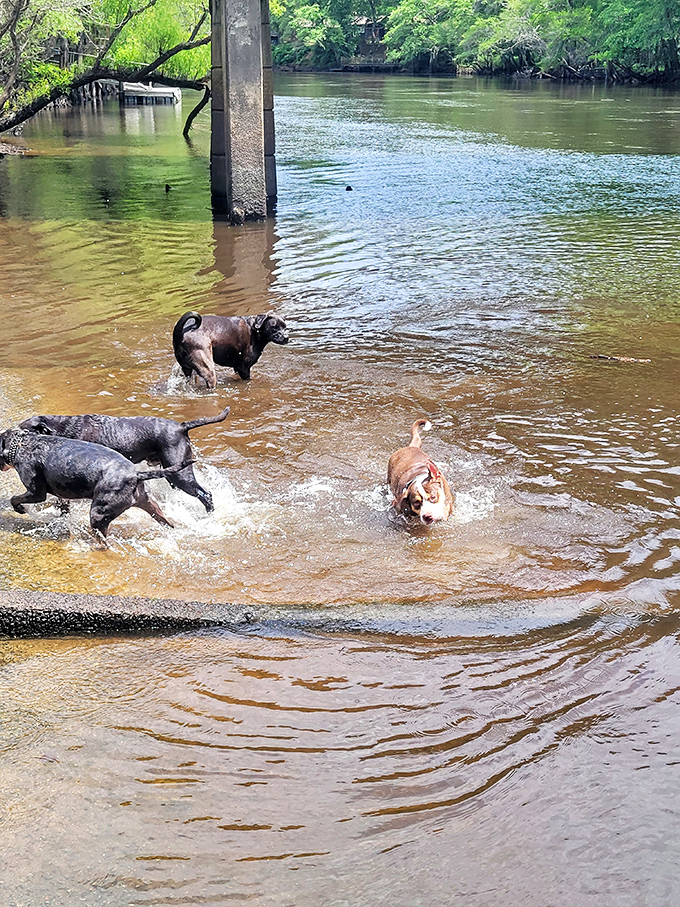Dogs living their best lives in the Edisto River. This is what pure joy looks like when you don't have opposable thumbs or mortgage payments.