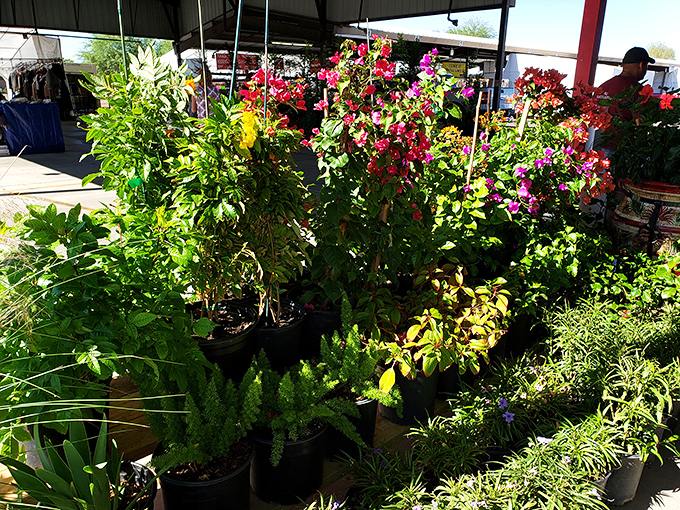 Desert-adapted plants thrive in this green oasis, offering shoppers the chance to bring home bougainvillea brilliance and succulent simplicity.