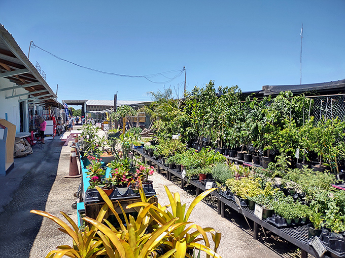 Florida's green thumb paradise. These plants aren't just surviving the heat&mdash;they're thriving in it, much like the snowbirds who come to adopt them.
