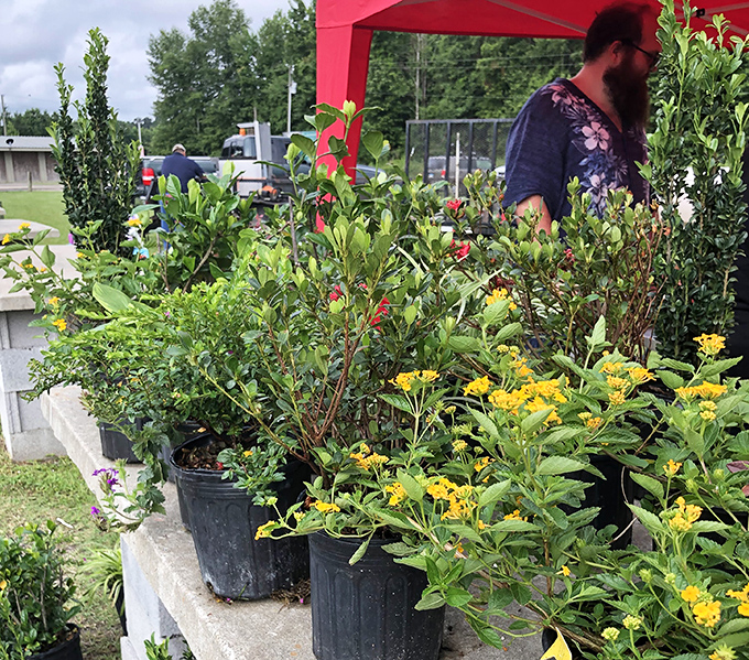 Nature's bounty in plastic pots&mdash;where South Carolina green thumbs find their next garden stars without the garden center markup.