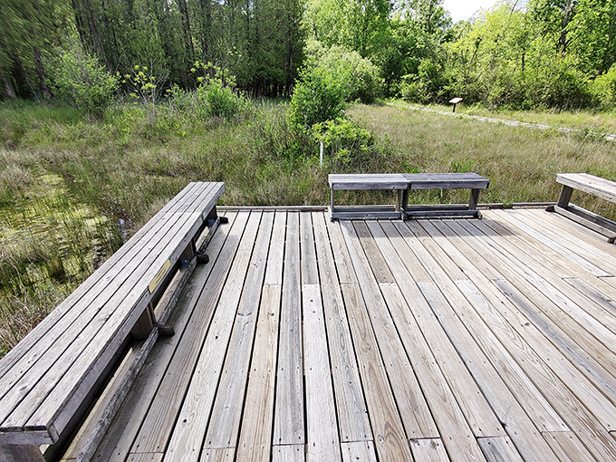 Nature's living room. This wooden observation deck provides a perfect vantage point for contemplating the sedge meadow without disturbing its delicate plant communities.