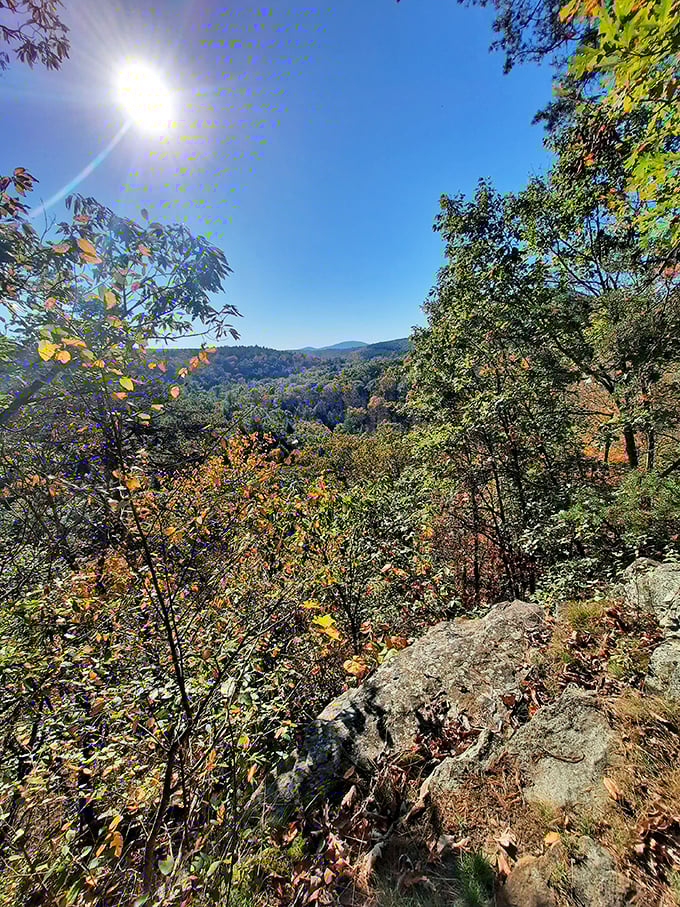 Autumn's golden hour transforms the forest into a painter's dream. Nature showing off her fall collection better than any fashion week.