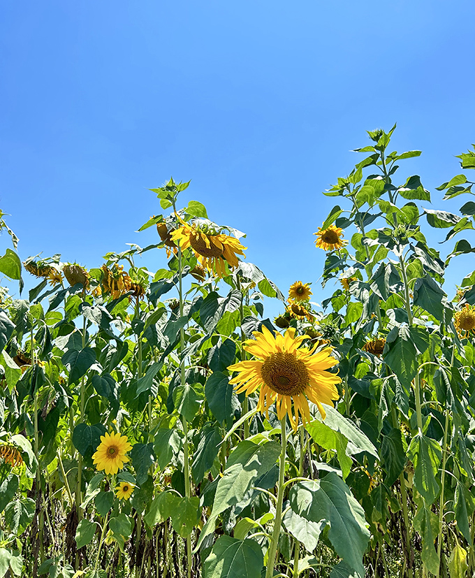Sunflowers standing tall like cheerful sentinels, their faces following the sun in nature's most loyal display of devotion.