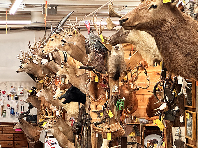 The taxidermy section: where conversations with wildlife are permanently one-sided, but the decorating possibilities are endless.
