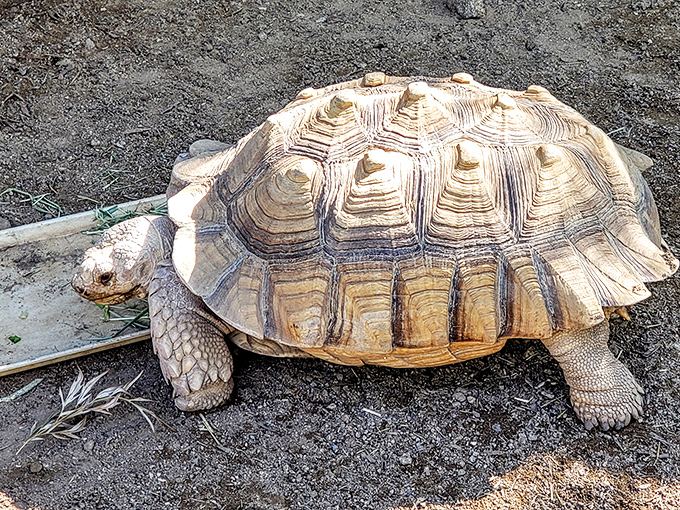 Meet the garden's slowest tour guide. He knows every path intimately, though his reviews of the gift shop are outdated.