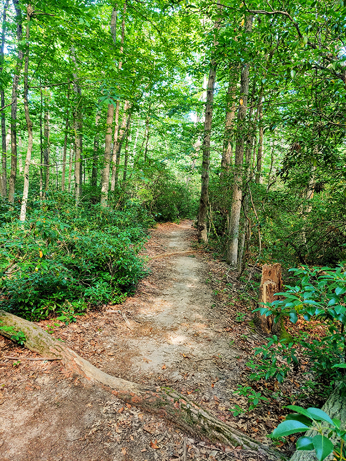 This trail practically whispers, "Follow me into the woods." The perfect path for contemplating life's big questions or just avoiding your inbox.