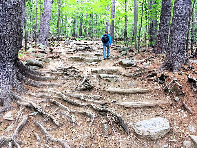 The forest path less traveled, where tree roots and rocks create nature's obstacle course. Your ankles will never forgive you, but your soul will.