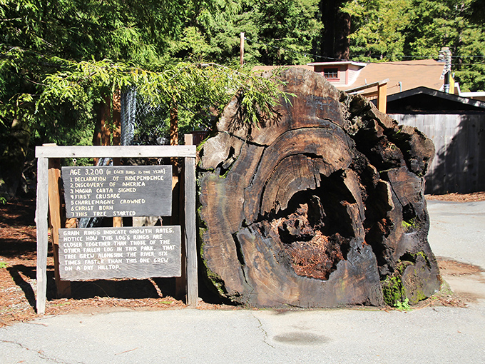 This slice of history tells the story of centuries in its rings. Like reading nature's autobiography, complete with plot twists of fire and drought.