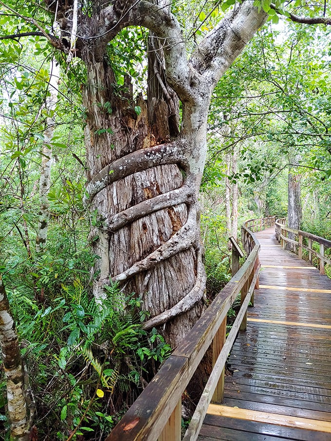 Nature's own sculpture garden features vines embracing ancient cypress in a slow-motion dance that's been going on for decades.