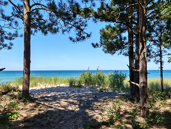 Nature's perfect frame. These towering pines stand sentinel, offering a tantalizing peek at the azure waters beyond.