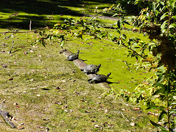 Turtle traffic jam! These sunbathing reptiles have mastered the art of relaxation better than any spa retreat could teach.