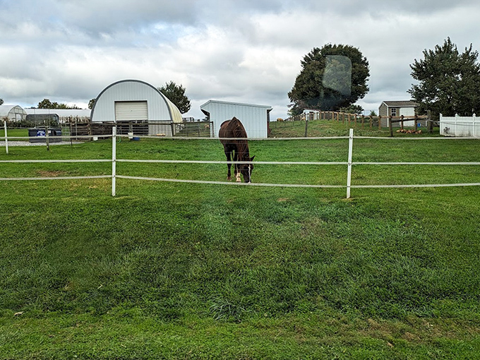 This horse isn't scrolling through Instagram while waiting for its owner. The white fences and simple barns showcase a landscape where "trending" refers only to seasonal changes.