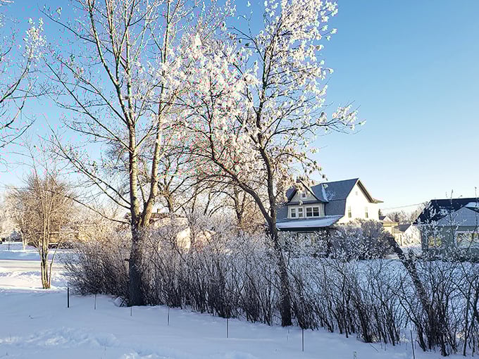 Winter in Harvey transforms ordinary trees into crystalline sculptures, proving that North Dakota cold has an artistic side worth bundling up for.