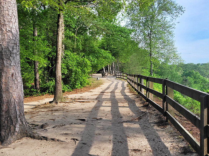 Sunlight dapples this inviting trail, where the wooden fence seems to whisper, "Follow me to something wonderful."