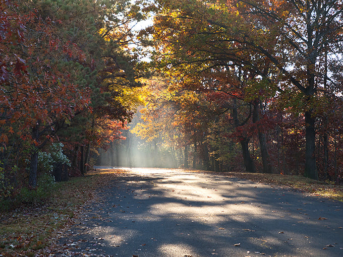 Fall transforms the park road into a cathedral of color, where dappled sunlight plays through leaves like nature's own stained glass windows.