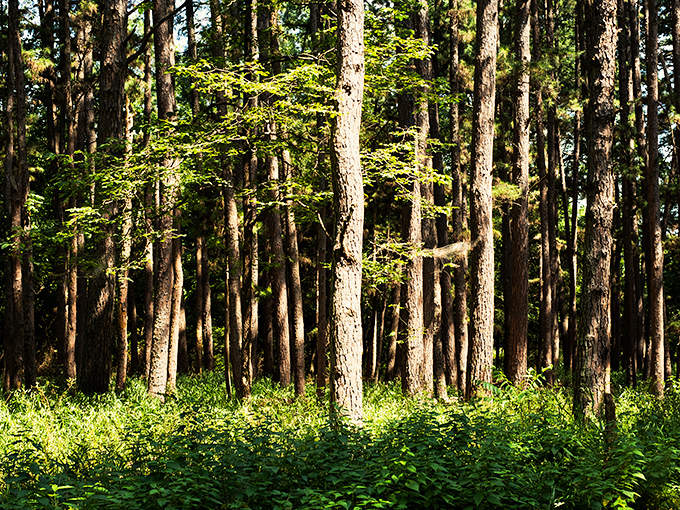 These towering pines create cathedral-like corridors where the only sermon you'll hear is birdsong and rustling leaves.