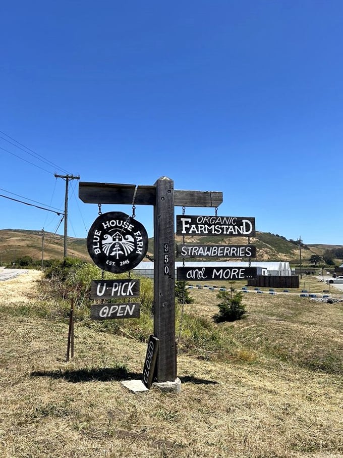 Rustic signage that beckons berry lovers. Blue House Farm's wooden welcome sign promises organic treasures ahead.