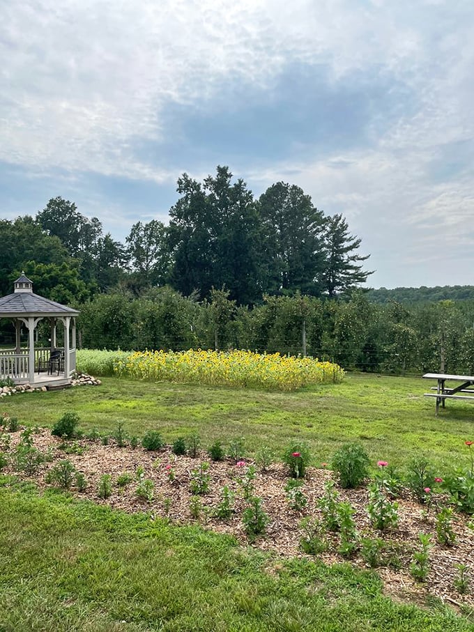 Peach trees might get attention, but these apple orchards quietly produce fruit that'll ruin grocery stores forever.