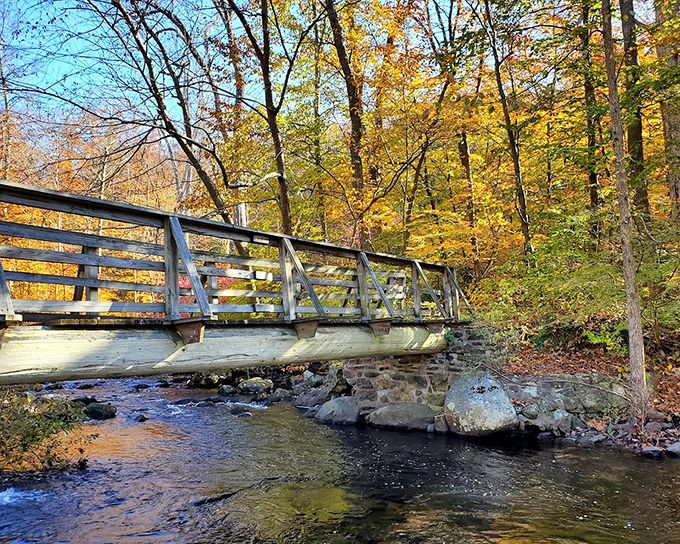 Ringwood's autumn bridge spans crystal waters while golden leaves create nature's most spectacular confetti celebration.