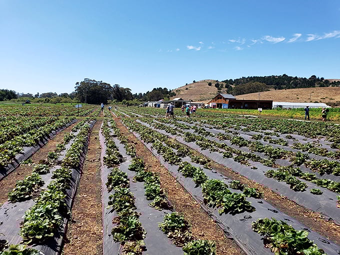 Berry picking with a view. Blue House Farm's fields stretch toward rolling hills, creating a picker's paradise.