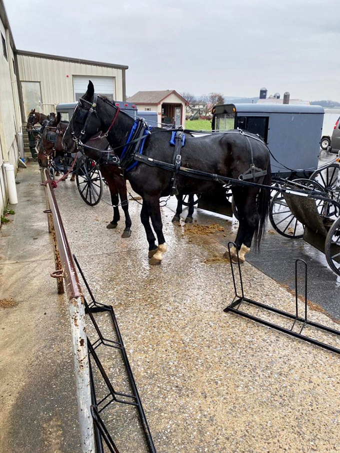 Horse-drawn buggies share country roads in a scene that bridges centuries with quiet dignity.