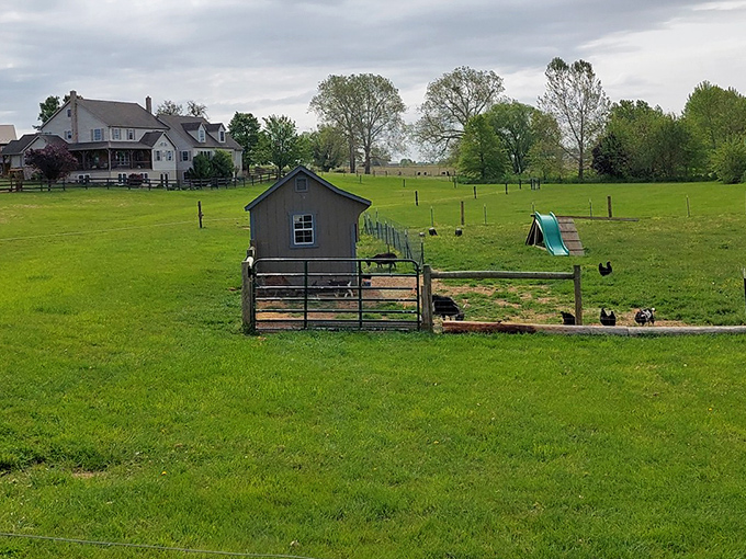 Farm life in miniature: chickens, goats, and simple pleasures remind us that entertainment existed long before smartphones demanded our constant attention.