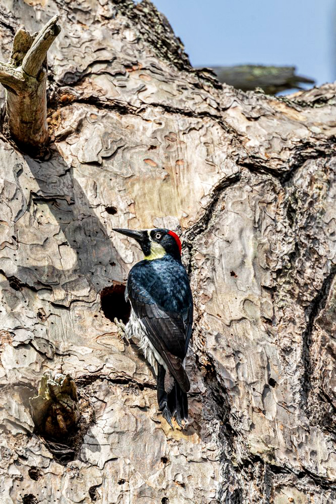 Nature's woodworking specialist at work. This Acorn Woodpecker demonstrates home renovation skills that would make HGTV jealous.