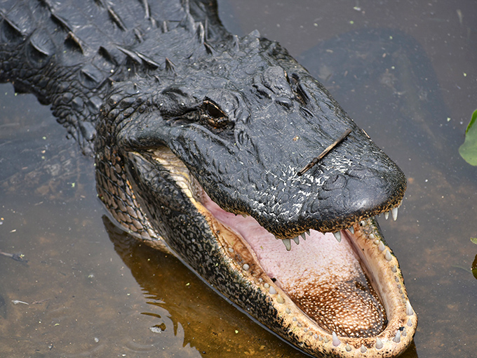 Florida's original sunbather. This prehistoric resident has perfected the art of lounging through millions of years of practice.