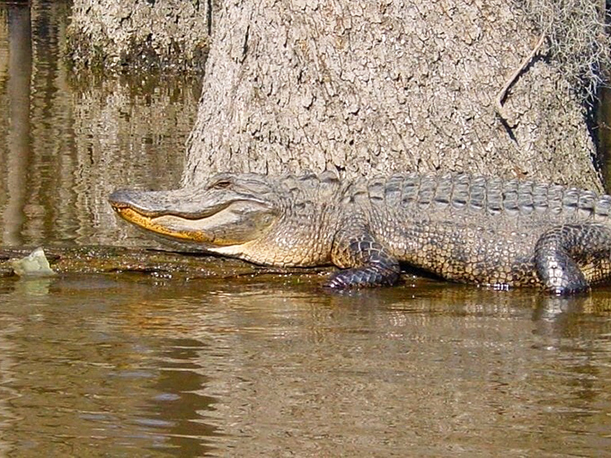 Sunbathing alligator giving serious "don't disturb my spa day" vibes &ndash; nature's reminder that we're just guests in her living room.