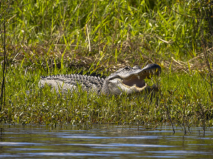 Jaws' Florida cousin catches some rays, displaying dental work that would make any orthodontist both impressed and terrified.